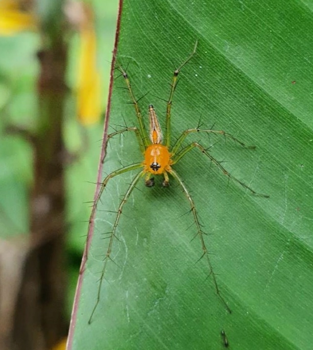 Oxyopes javanus (Lizards of Chhattisgarh, India) · iNaturalist