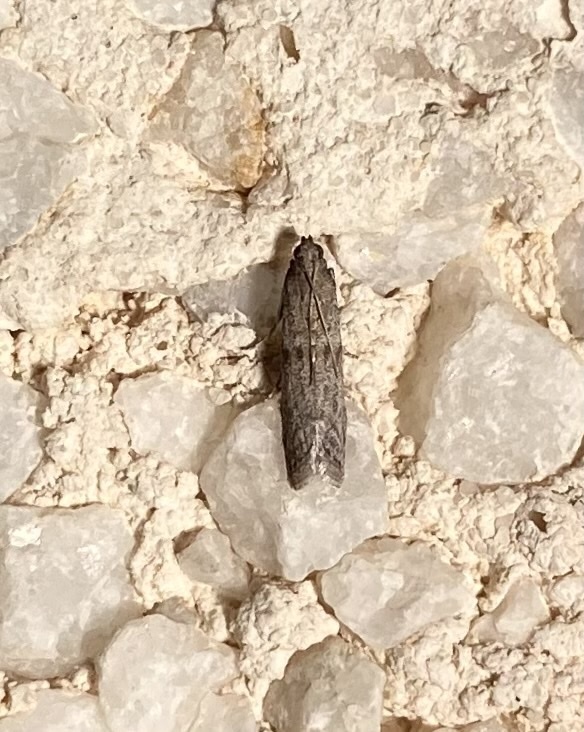 Raisin Moth from Calle de Paco Rabal, San Fulgencio, Alicante, ES on ...