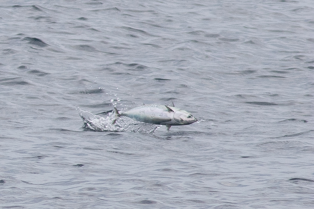 Bullet Tuna (Auxis rochei) - Marine Life Identification