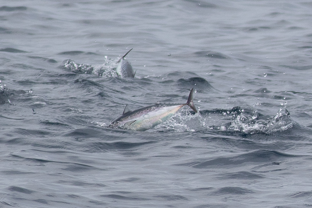 Bullet Tuna (Auxis rochei) - Marine Life Identification