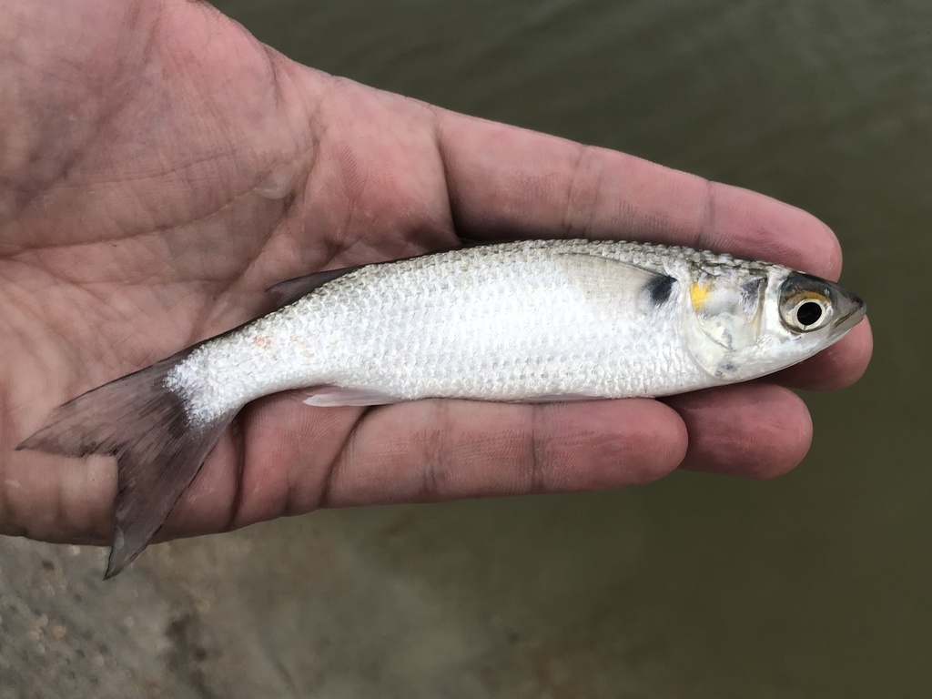 Mullets (Mugilidae) - Marine Life Identification
