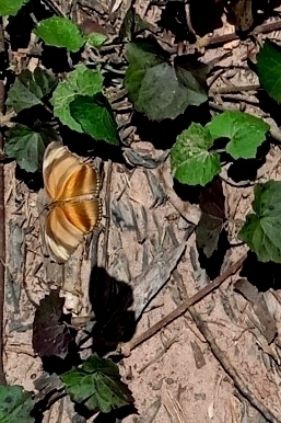 Dryadula phaetusa (Borboletas de Rio Claro, SP/Butterflies of Rio Claro ...