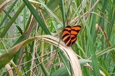 Dryadula phaetusa (Borboletas de Rio Claro, SP/Butterflies of Rio Claro ...