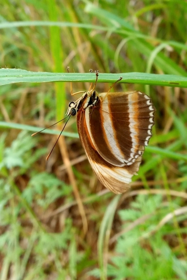 Dryadula phaetusa (Borboletas de Rio Claro, SP/Butterflies of Rio Claro ...
