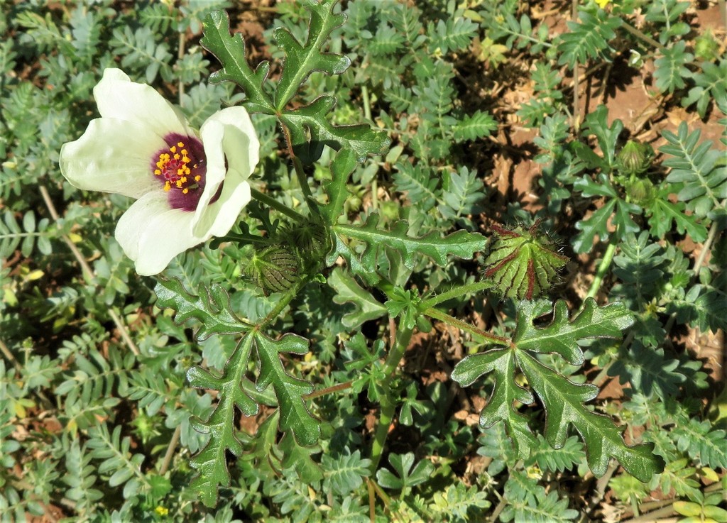flower-of-an-hour from Golan, IL on July 26, 2021 at 05:00 PM by יאיר ...