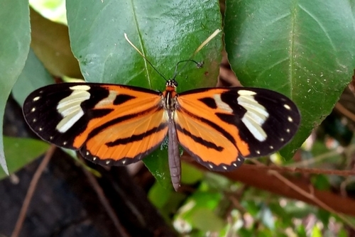 Hypothyris euclea (Borboletas de Rio Claro, SP/Butterflies of Rio Claro ...