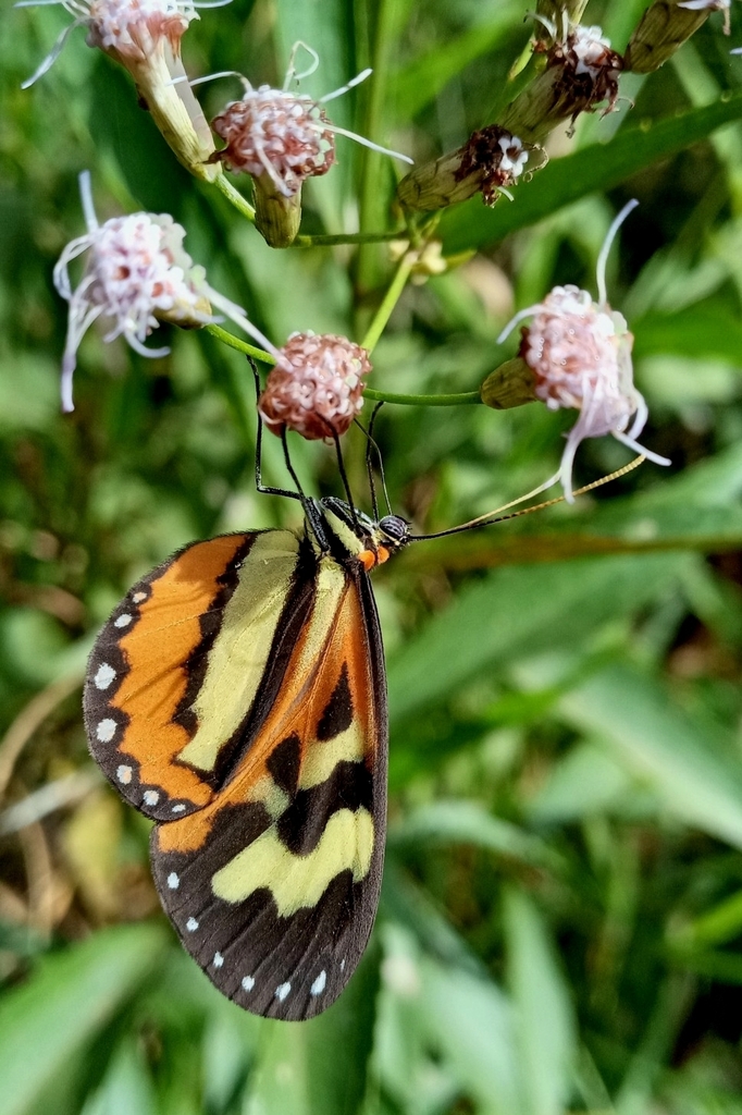 Hypothyris euclea (Borboletas de Rio Claro, SP/Butterflies of Rio Claro ...