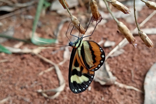 Hypothyris euclea (Borboletas de Rio Claro, SP/Butterflies of Rio Claro ...