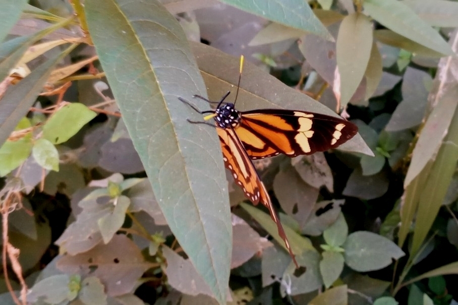 Lycorea halia (Borboletas de Rio Claro, SP/Butterflies of Rio Claro, SP ...