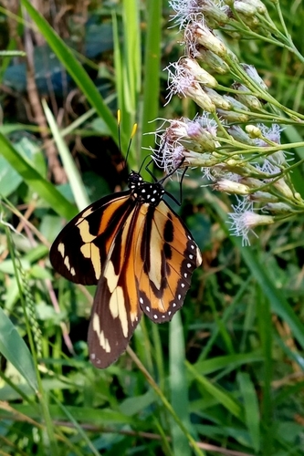 Lycorea halia (Borboletas de Rio Claro, SP/Butterflies of Rio Claro, SP ...