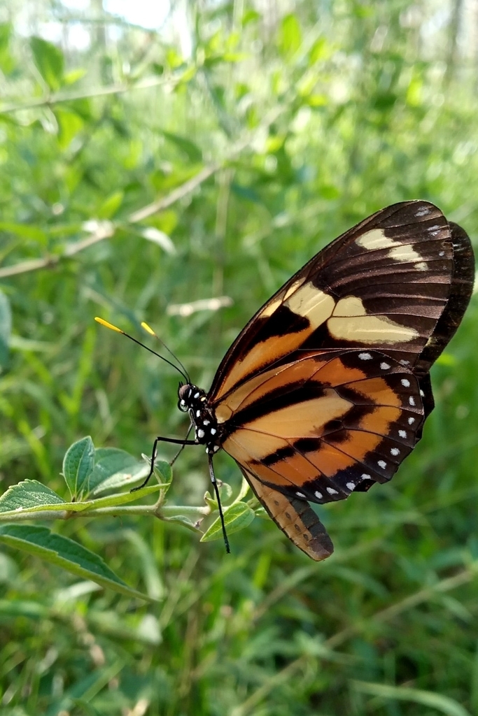 Lycorea halia (Borboletas de Rio Claro, SP/Butterflies of Rio Claro, SP ...