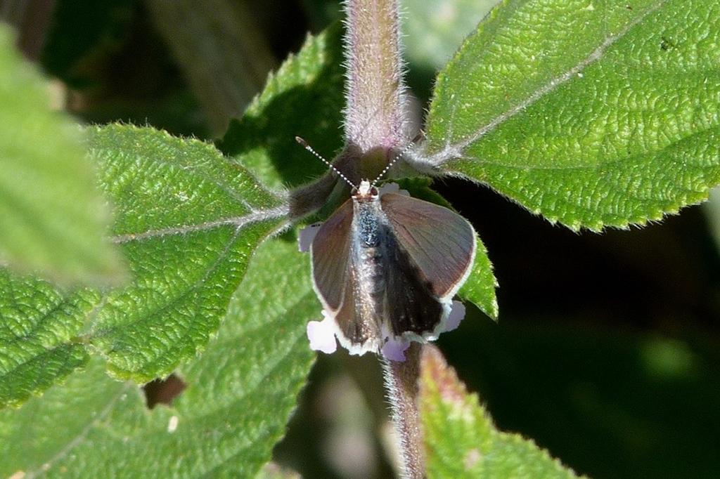 Strymon bubastus (Borboletas de Rio Claro, SP/Butterflies of Rio Claro ...