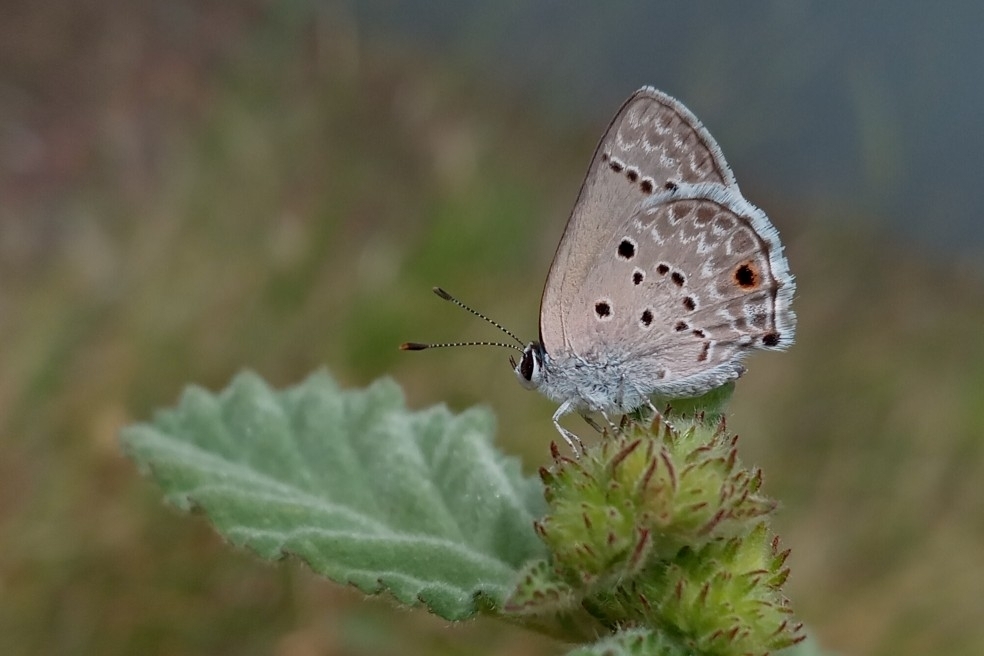 Strymon bubastus (Borboletas de Rio Claro, SP/Butterflies of Rio Claro ...