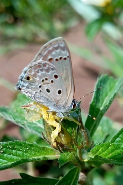 Strymon bubastus (Borboletas de Rio Claro, SP/Butterflies of Rio Claro ...