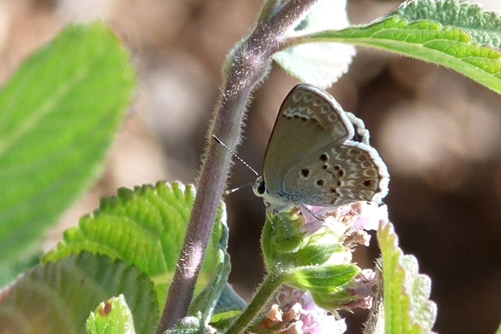 Strymon bubastus (Borboletas de Rio Claro, SP/Butterflies of Rio Claro ...