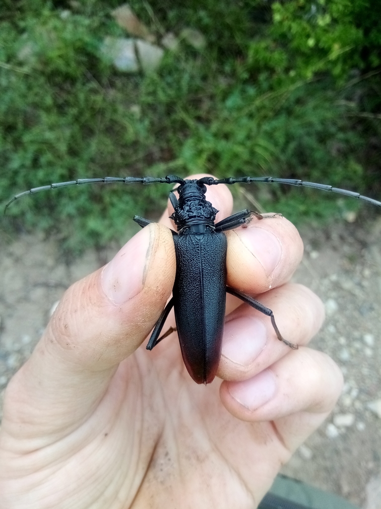 Great capricorn beetle from Краснодарский край, Россия, 353907 on ...