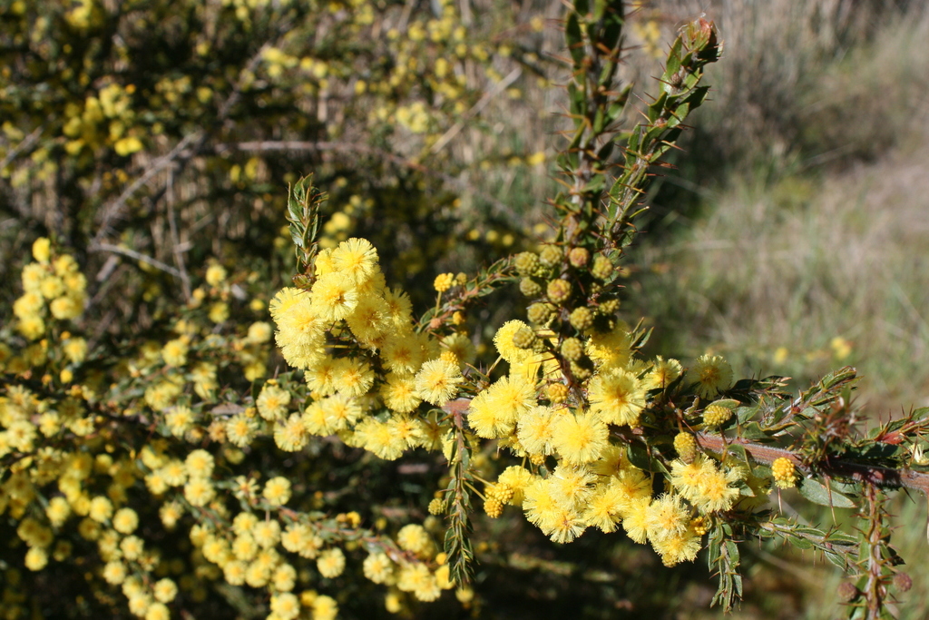 Kangaroo thorn from Hume Highway, Mullengandra, NSW, AU on September 26 ...