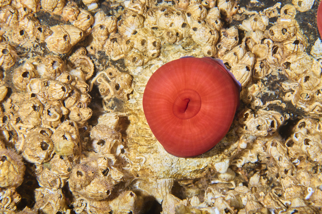 Balanidae from Costa del Montgrí, Les Vetes on August 9, 2021 at 10:05 ...