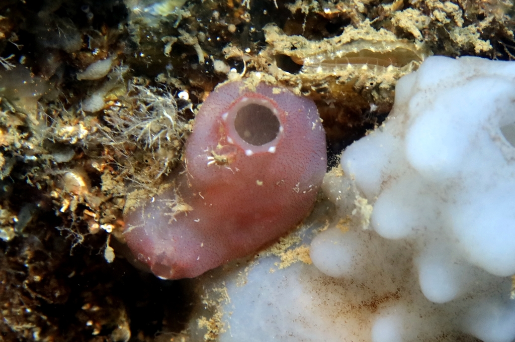 Phylum Urochordata Ascidia