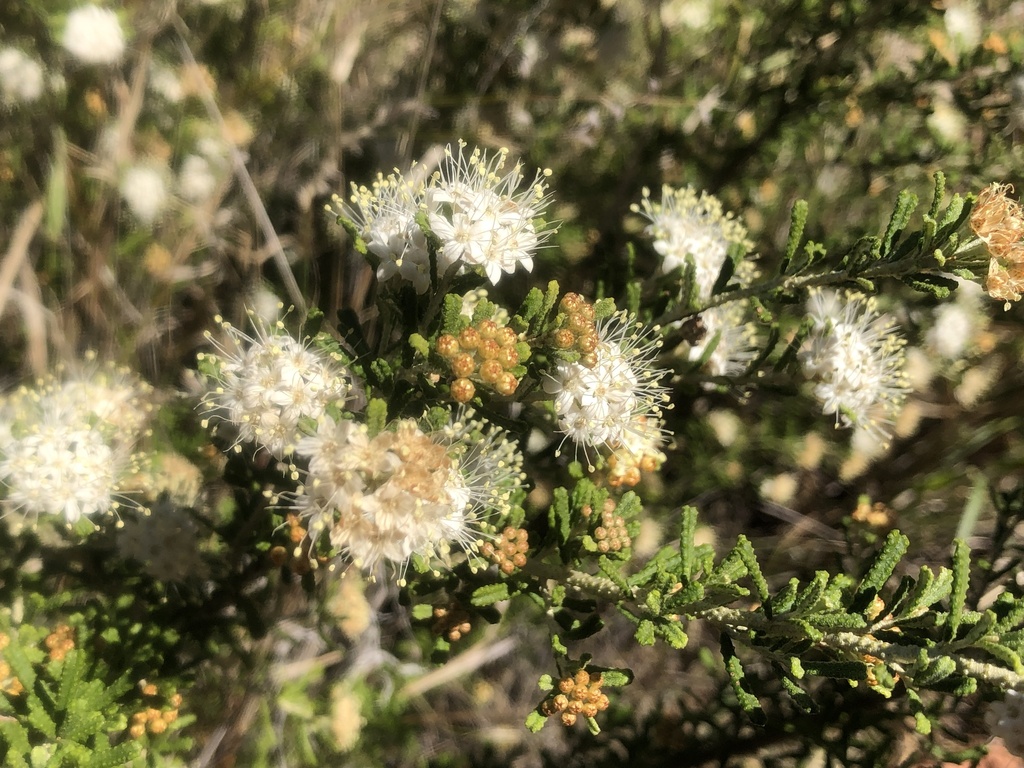 Phebalium glandulosum from Ballaroo, QLD, AU on August 7, 2021 at 11:44 ...
