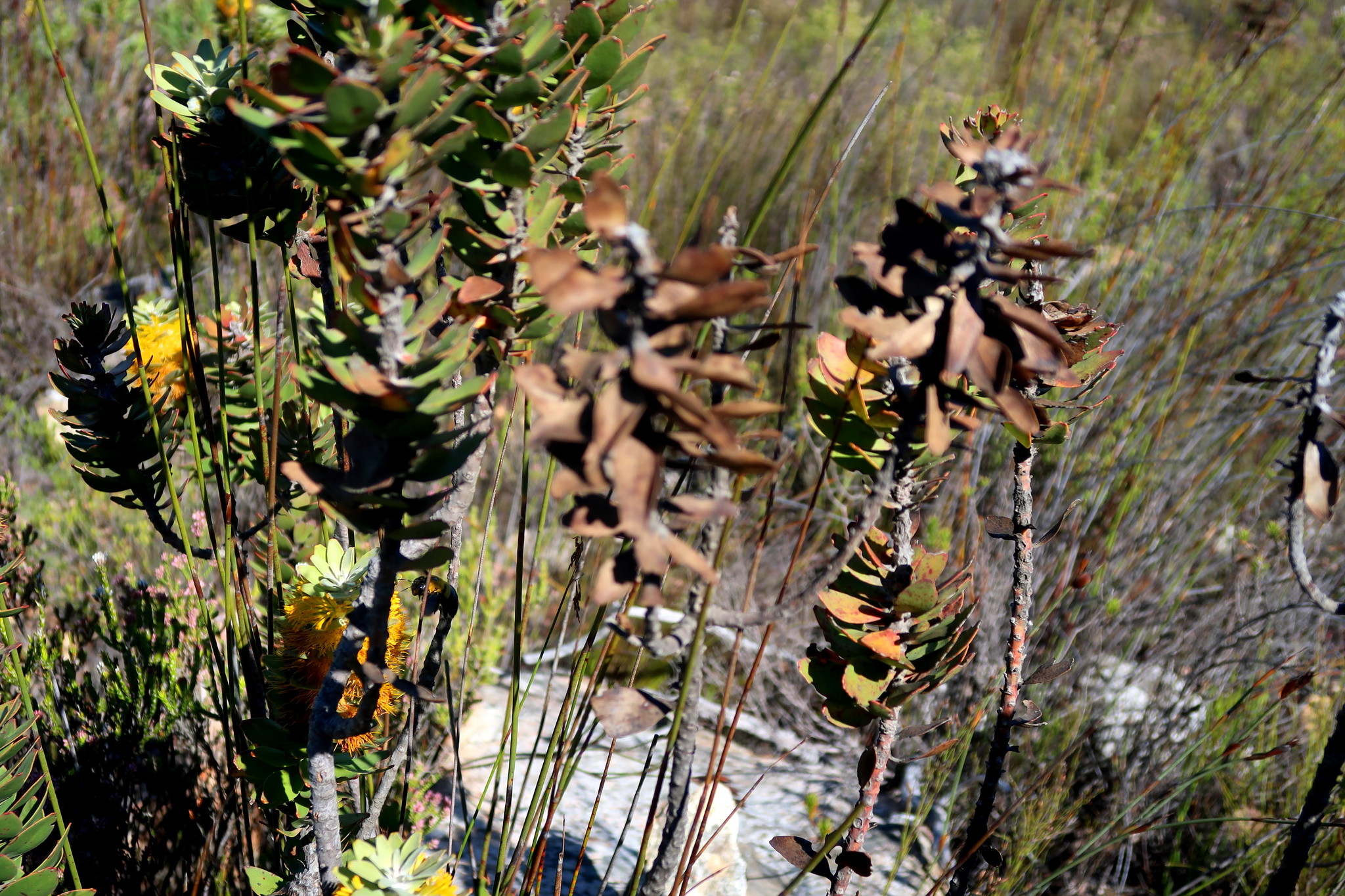 Mimetes chrysanthus Rourke
