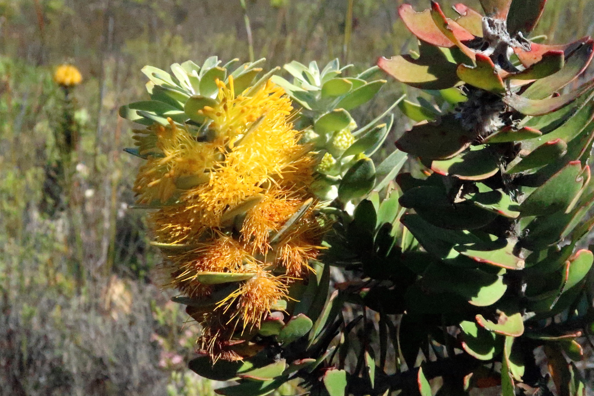 Mimetes chrysanthus Rourke