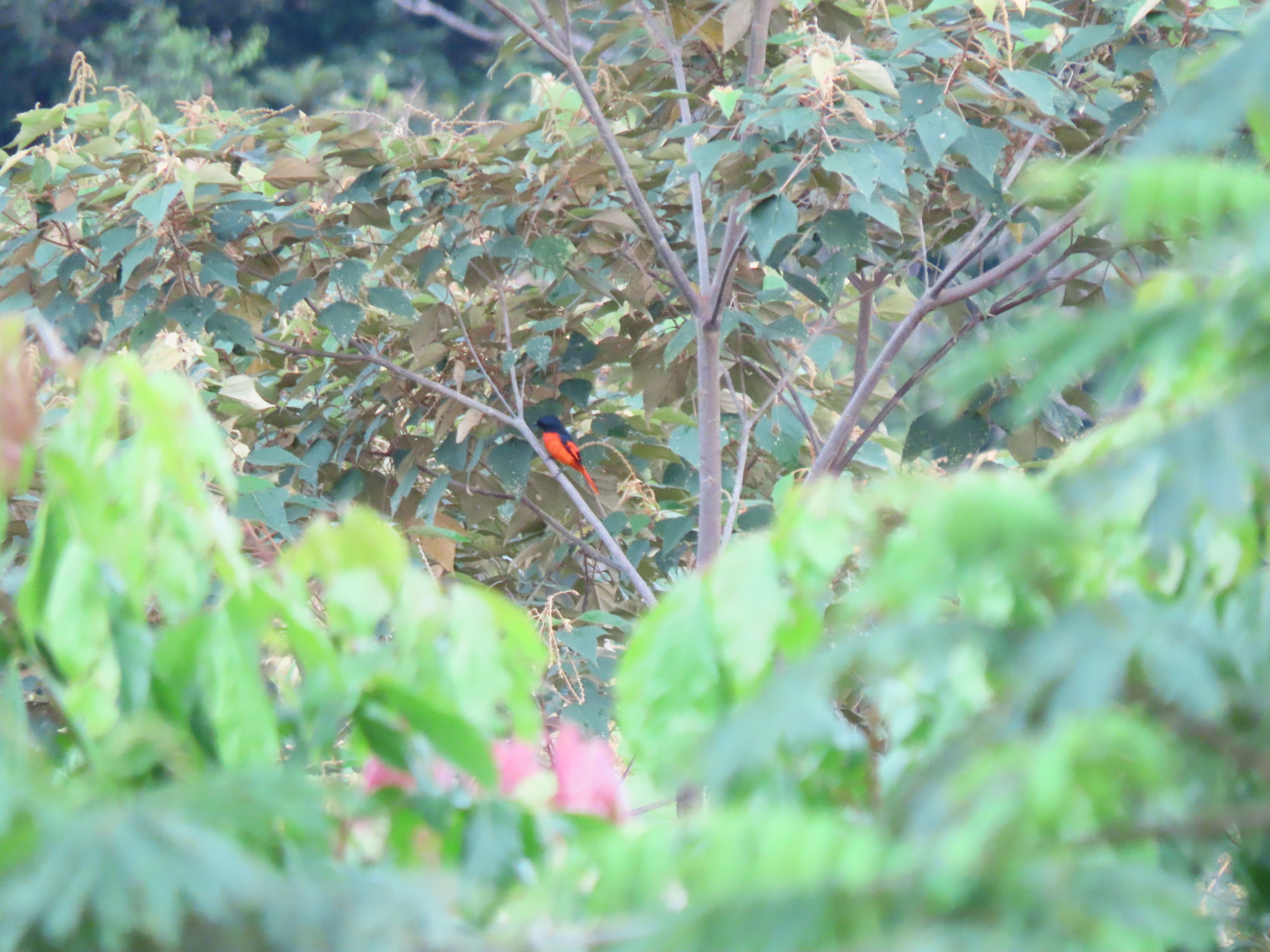 Pericrocotus miniatus (Temminck, 1822)