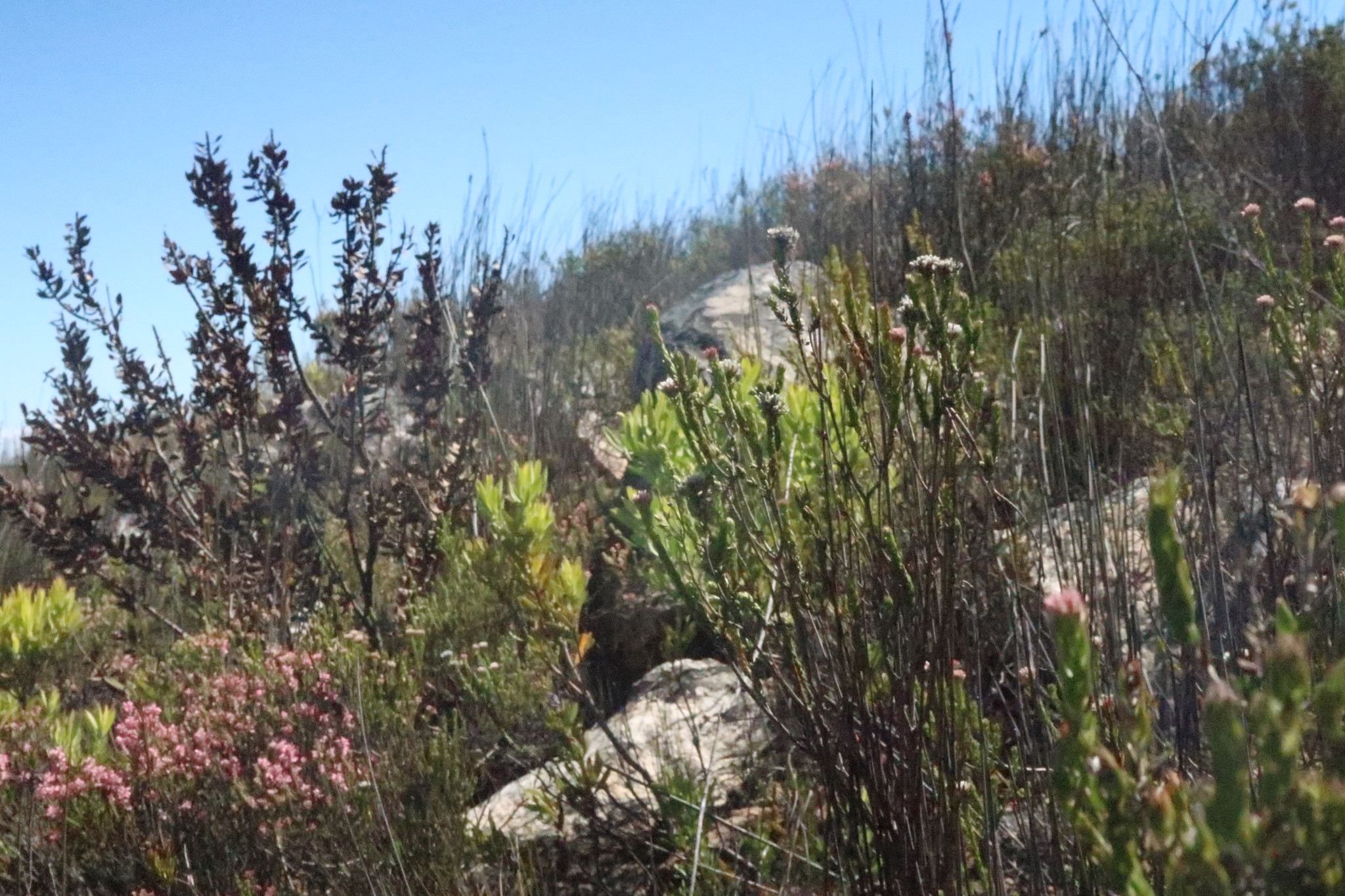 Mimetes chrysanthus Rourke