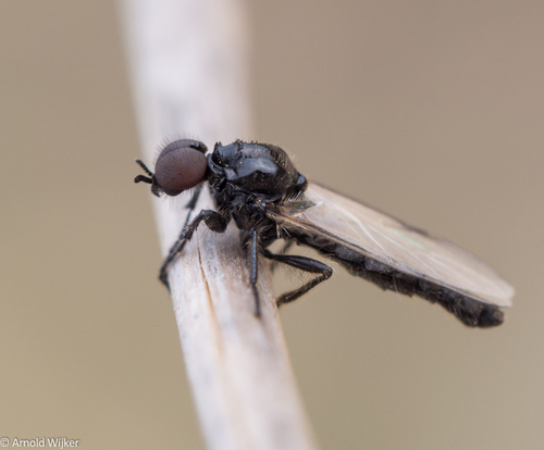 Dilophus humeralis · NaturaLista Colombia