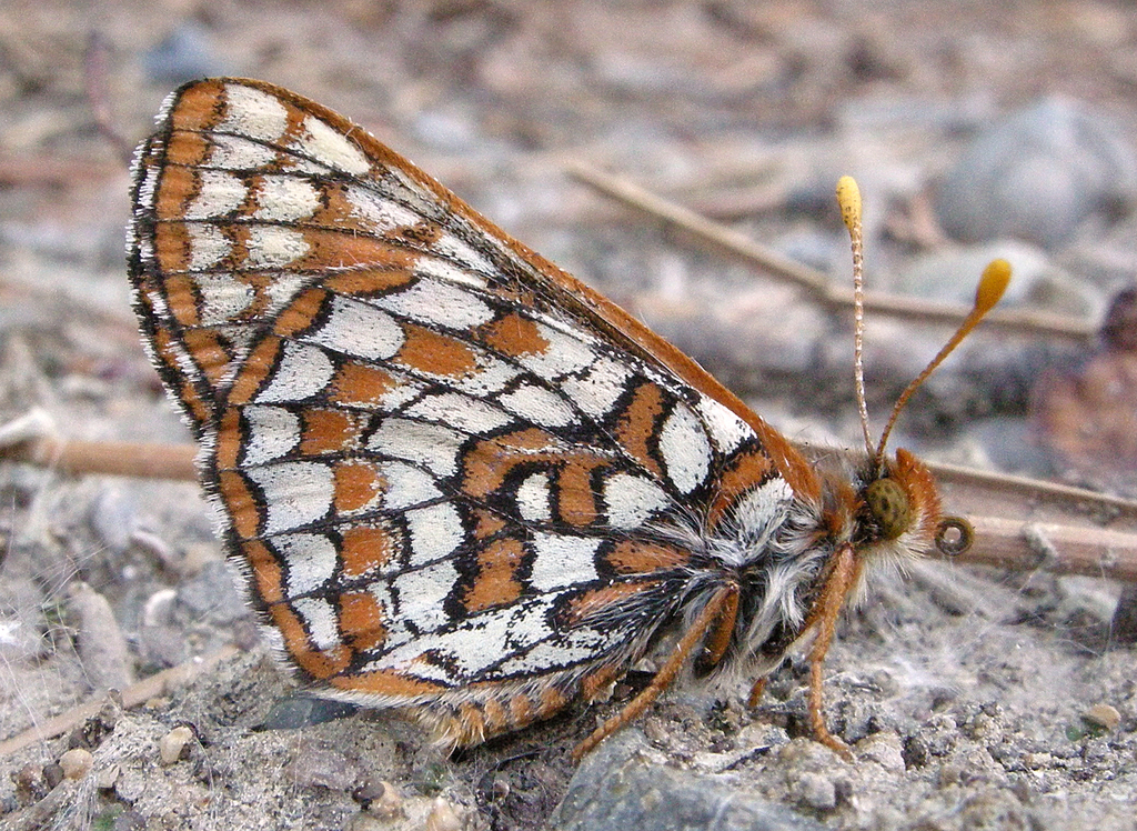 Anicia Checkerspot (Colorado National Monument Butterfly Guide 🦋 ...