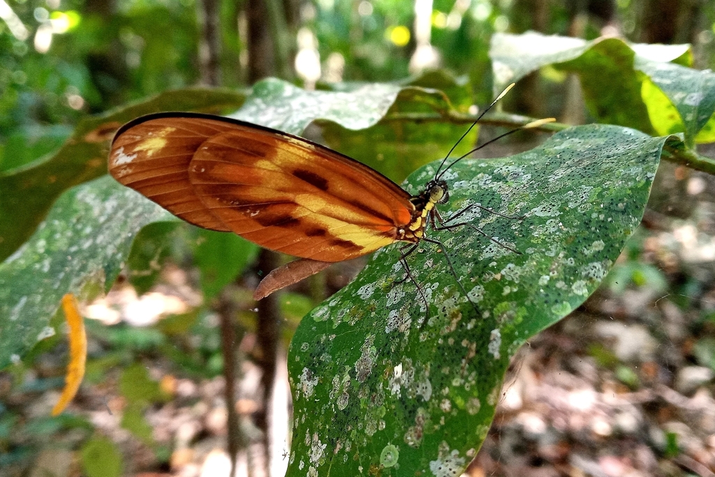 Dismorphia amphione (Borboletas de Rio Claro, SP/Butterflies of Rio ...