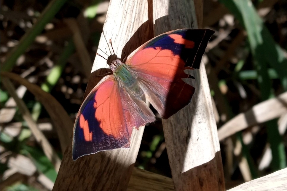 Fountainea ryphea (Borboletas de Rio Claro, SP/Butterflies of Rio Claro ...