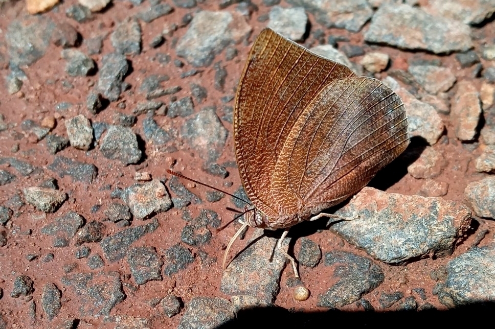 Fountainea ryphea (Borboletas de Rio Claro, SP/Butterflies of Rio Claro ...