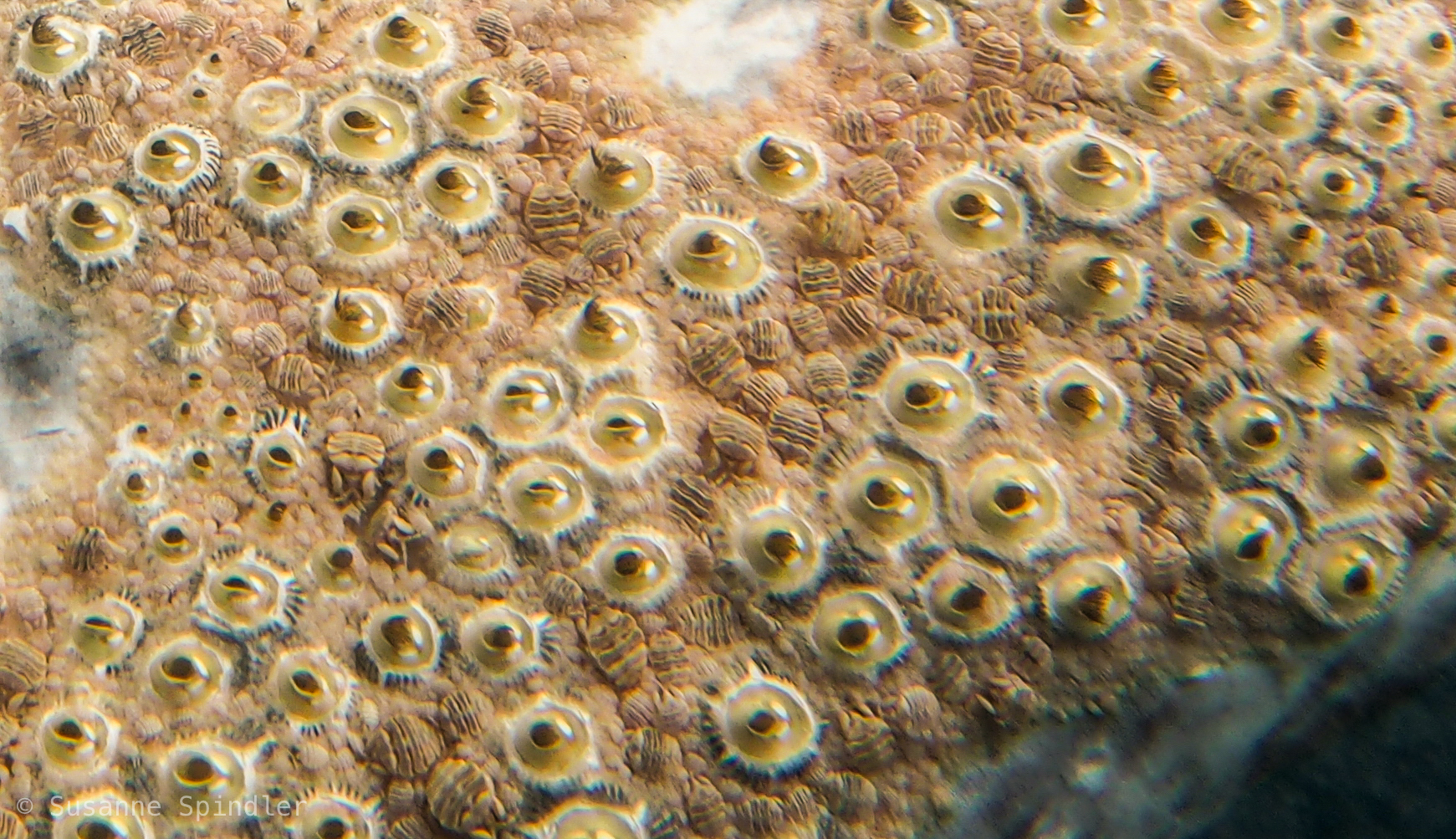 Cyamus scammoni Dall, 1872