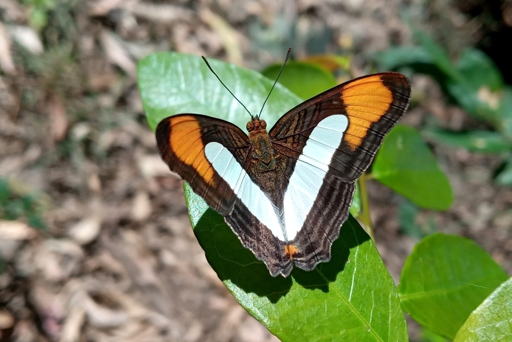 Adelpha thoasa (Borboletas de Rio Claro, SP/Butterflies of Rio Claro ...