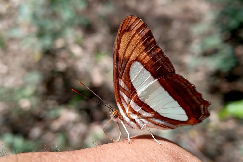 Adelpha thoasa (Borboletas de Rio Claro, SP/Butterflies of Rio Claro ...