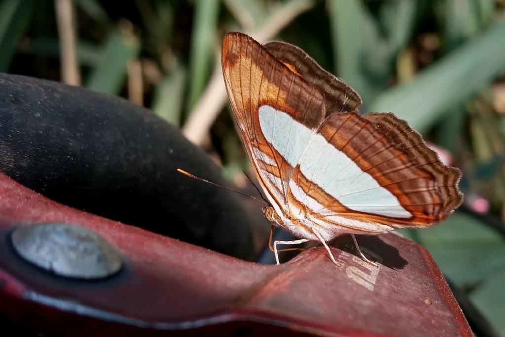 Adelpha thoasa (Borboletas de Rio Claro, SP/Butterflies of Rio Claro ...