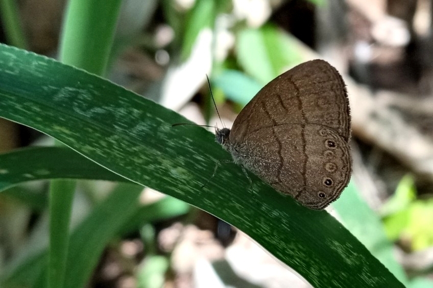 Hermeuptychia sp. (cf. fallax) (Borboletas de Rio Claro, SP/Butterflies ...