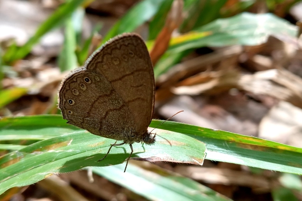 Hermeuptychia sp. (cf. fallax) (Borboletas de Rio Claro, SP/Butterflies ...