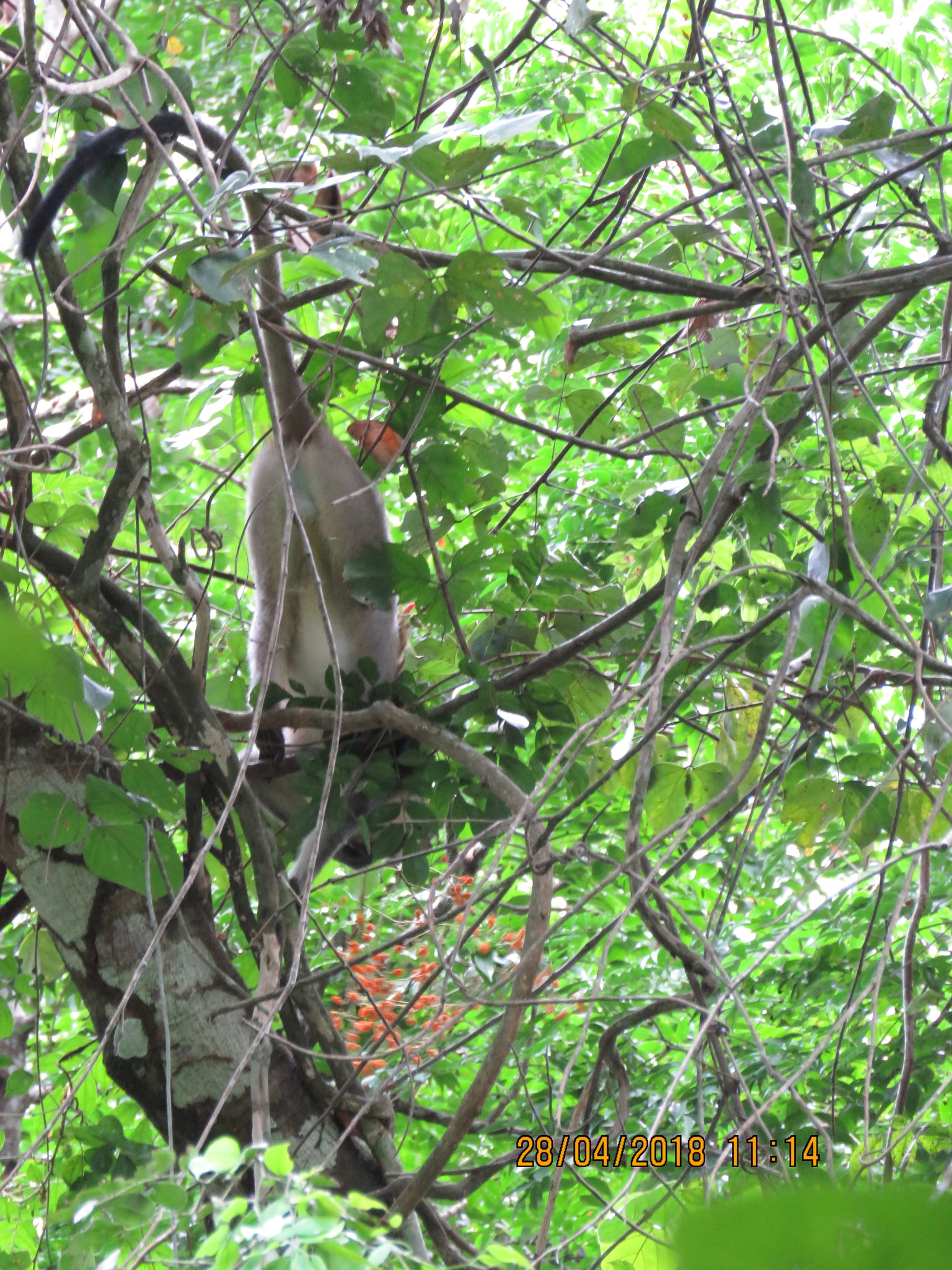Cercopithecus pogonias Bennett, 1833