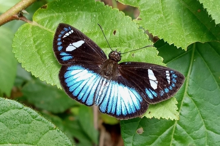 Pythonides jovianus (Borboletas de Rio Claro, SP/Butterflies of Rio Claro, SP) · BioDiversity4All