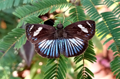 Pythonides jovianus (Borboletas de Rio Claro, SP/Butterflies of Rio Claro, SP) · BioDiversity4All