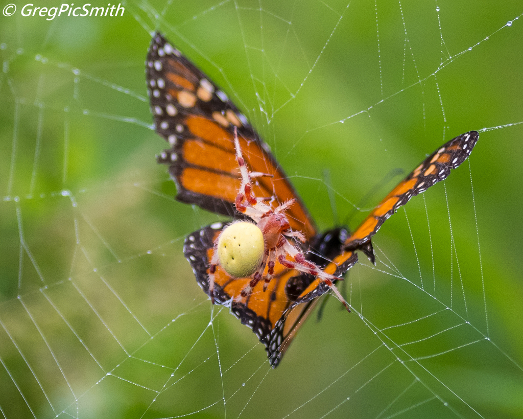 Typical Orbweavers from Bath Twp, MI, USA on August 08, 2021 at 09:02 ...