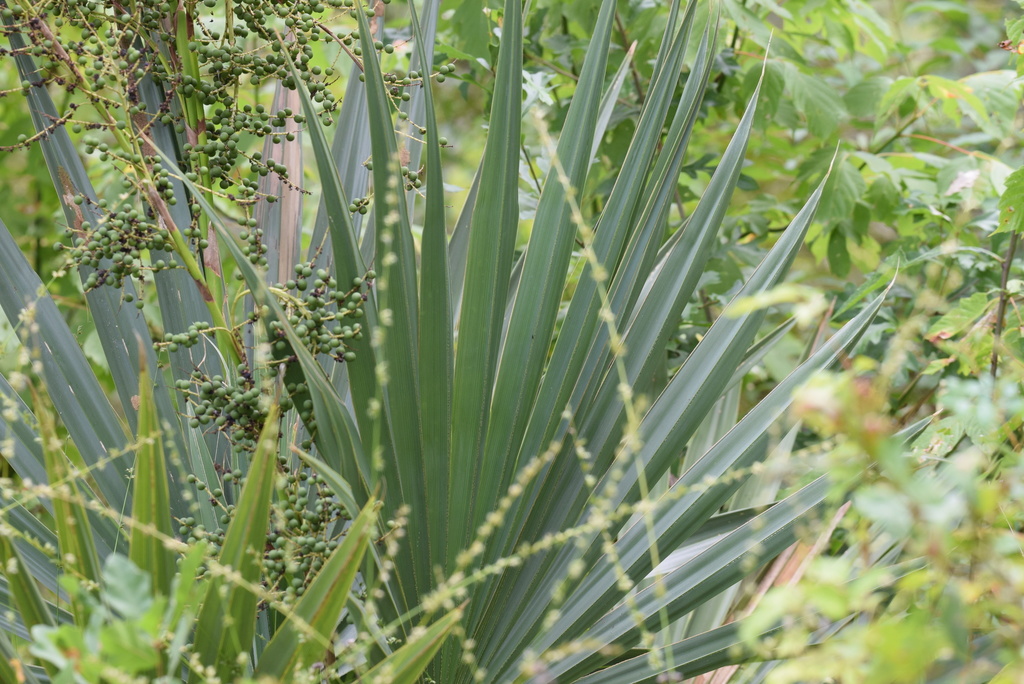 Dwarf Palmetto from Mineola, TX 75773, USA on August 14, 2021 at 01:42 ...