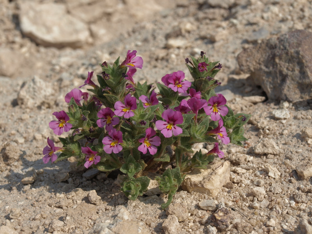 Steamboat Monkeyflower from Washoe County, NV, USA on August 13, 2021 ...