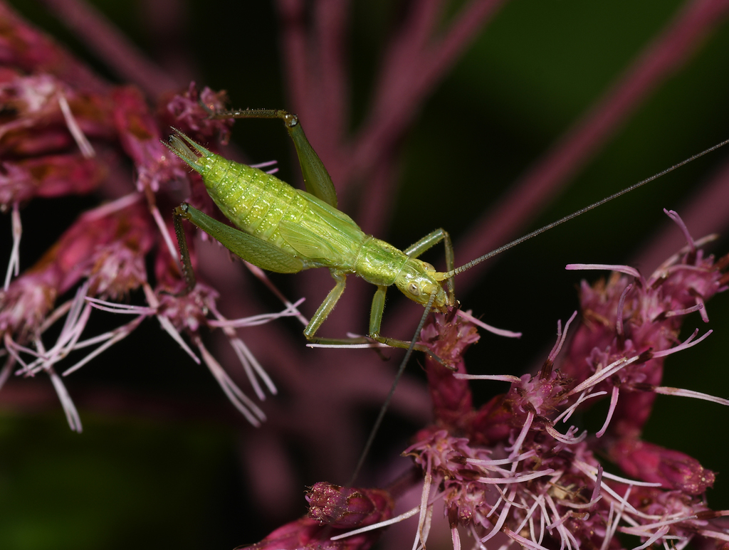 Common Tree Crickets from Texas Rd, Amherstburg, ON, Canada on August ...