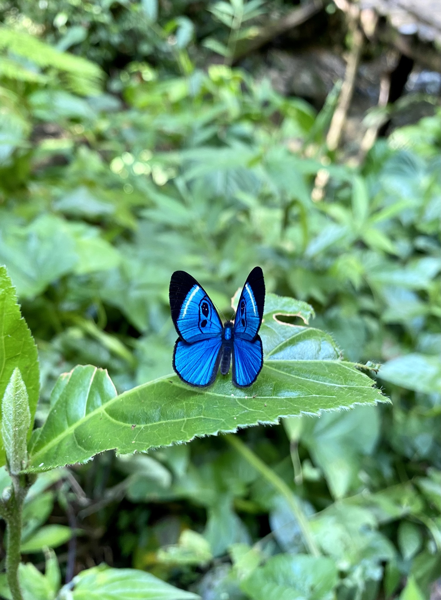 Mesosemia loruhama Hewitson, 1869