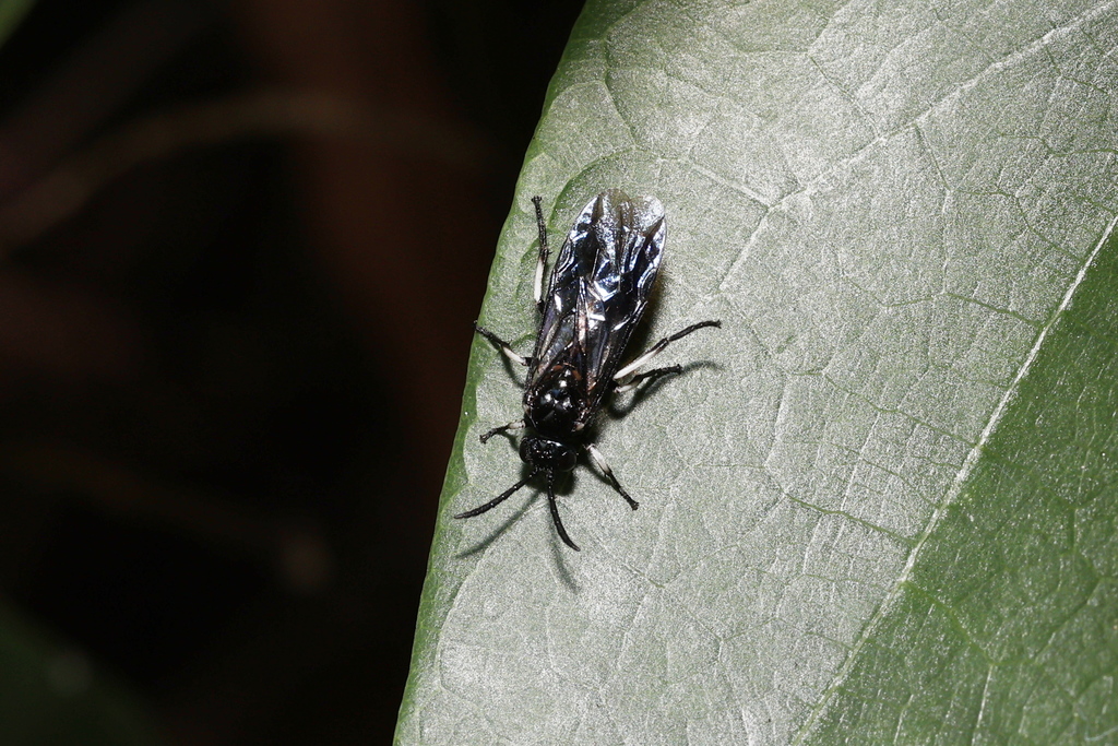 Azalea Argid Sawfly from 香港橫洲天賜路 on August 14, 2021 at 02:57 PM by Eric ...