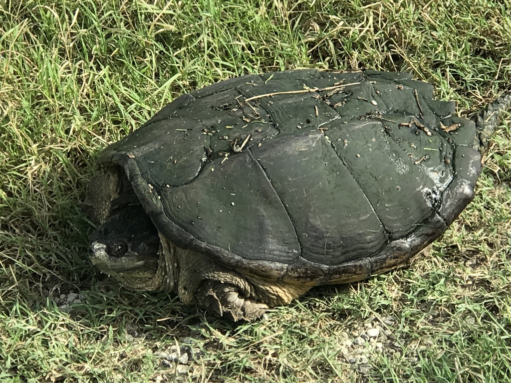 Common Snapping Turtle from Southside, San Antonio, TX, USA on August 8 ...