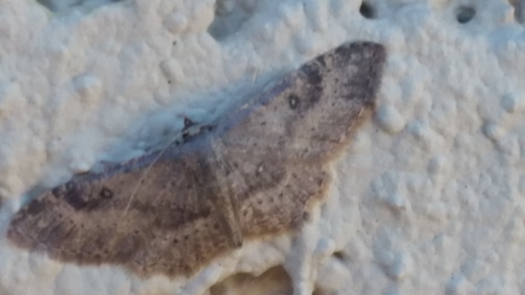 Cyclophora nanaria (Moths of Dallas/Fort Worth, Texas) · iNaturalist